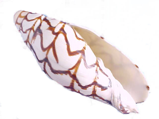 Buy Seashells For Sale Online from Schooner Specimen Shells