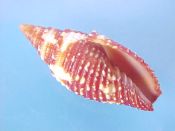 Mitridae - Schooner Specimen Shells