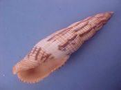 Mitridae - Schooner Specimen Shells